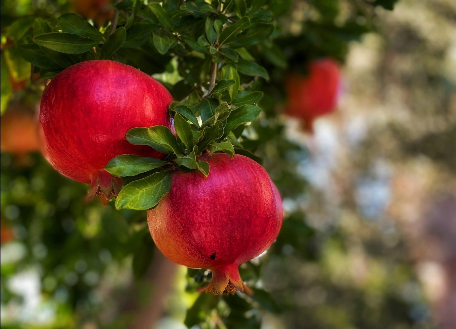“Woman, Life, Freedom”: Visiting Iran in 2022 - 東京カレッジ